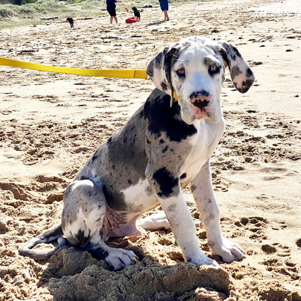 KingK9 - Dog Training, Car Care & Walking