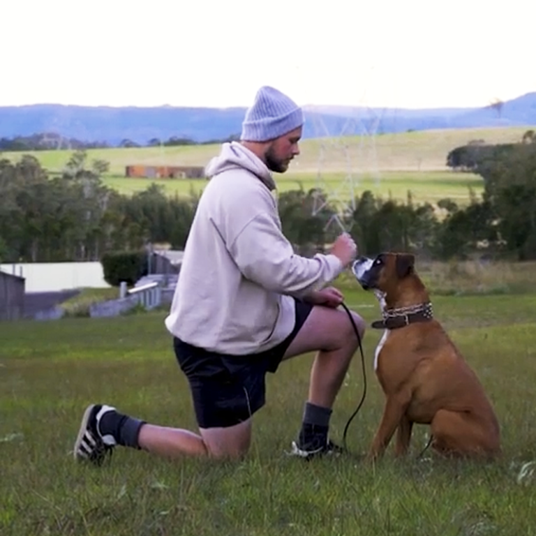 KingK9 - Dog Training, Car Care & Walking